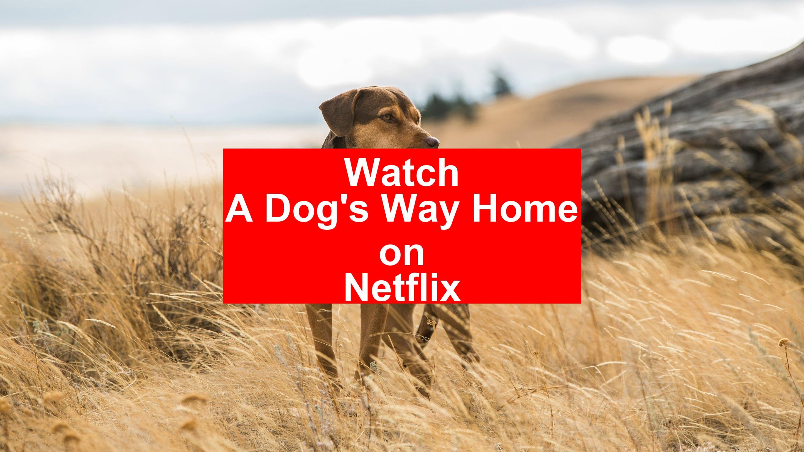 How to Watch A Dog’s Way Home On Netflix [Easy Guide 2025] - My Vpn Hub