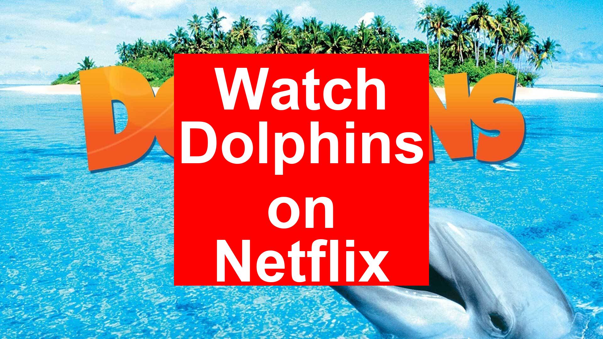 How to Watch Dolphins On Netflix [Easy Guide 2025] - My Vpn Hub