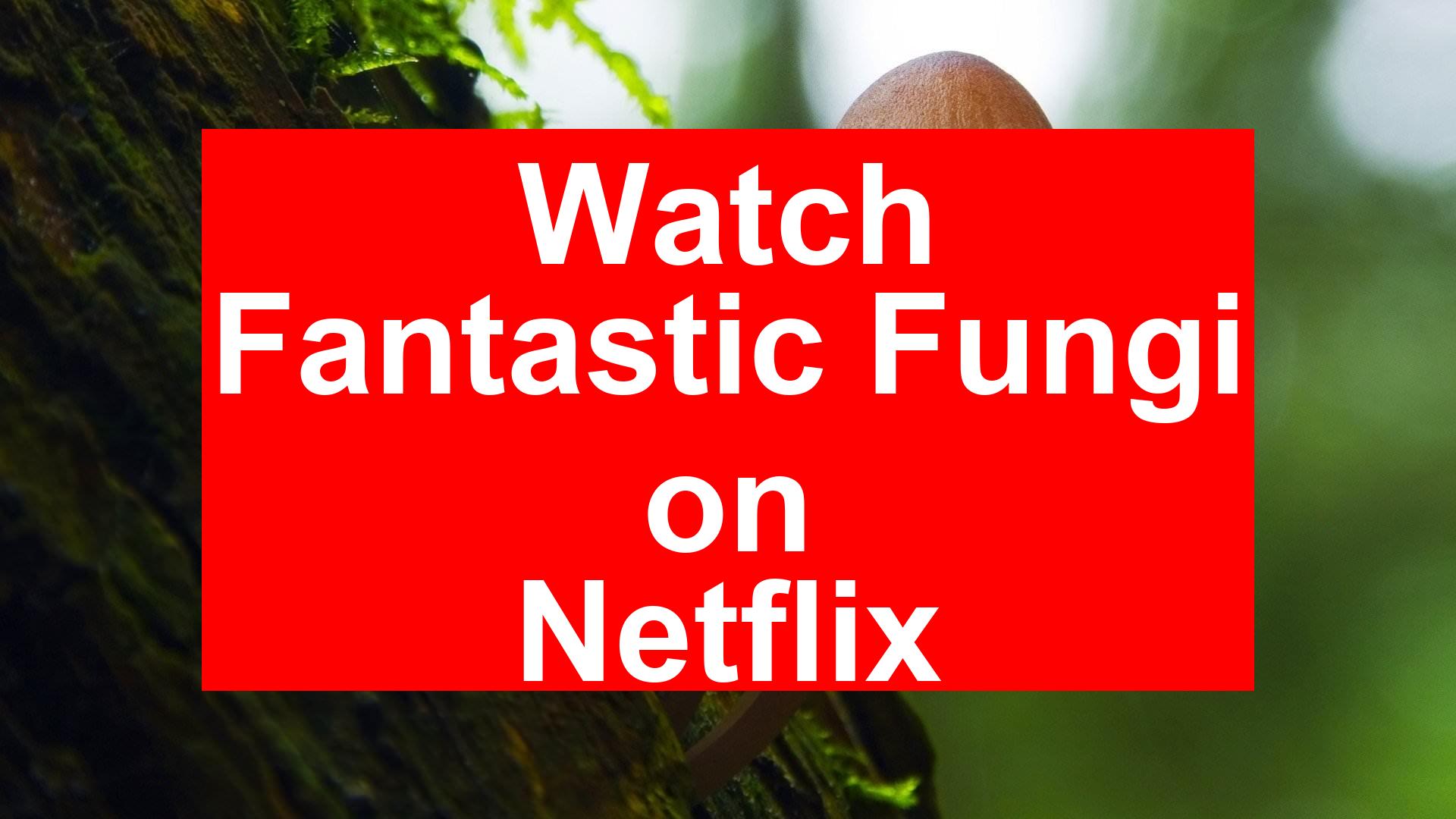 How to Watch Fantastic Fungi On Netflix [Top Guide 2025] - My Vpn Hub