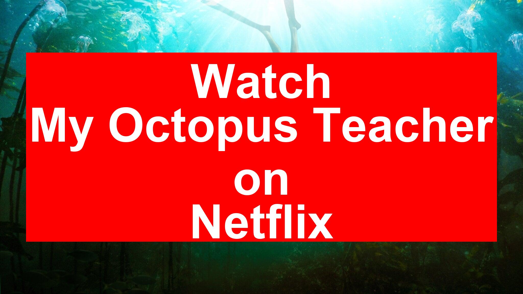 How to Watch My Octopus Teacher On Netflix [Top Guide 2026] - My Vpn Hub