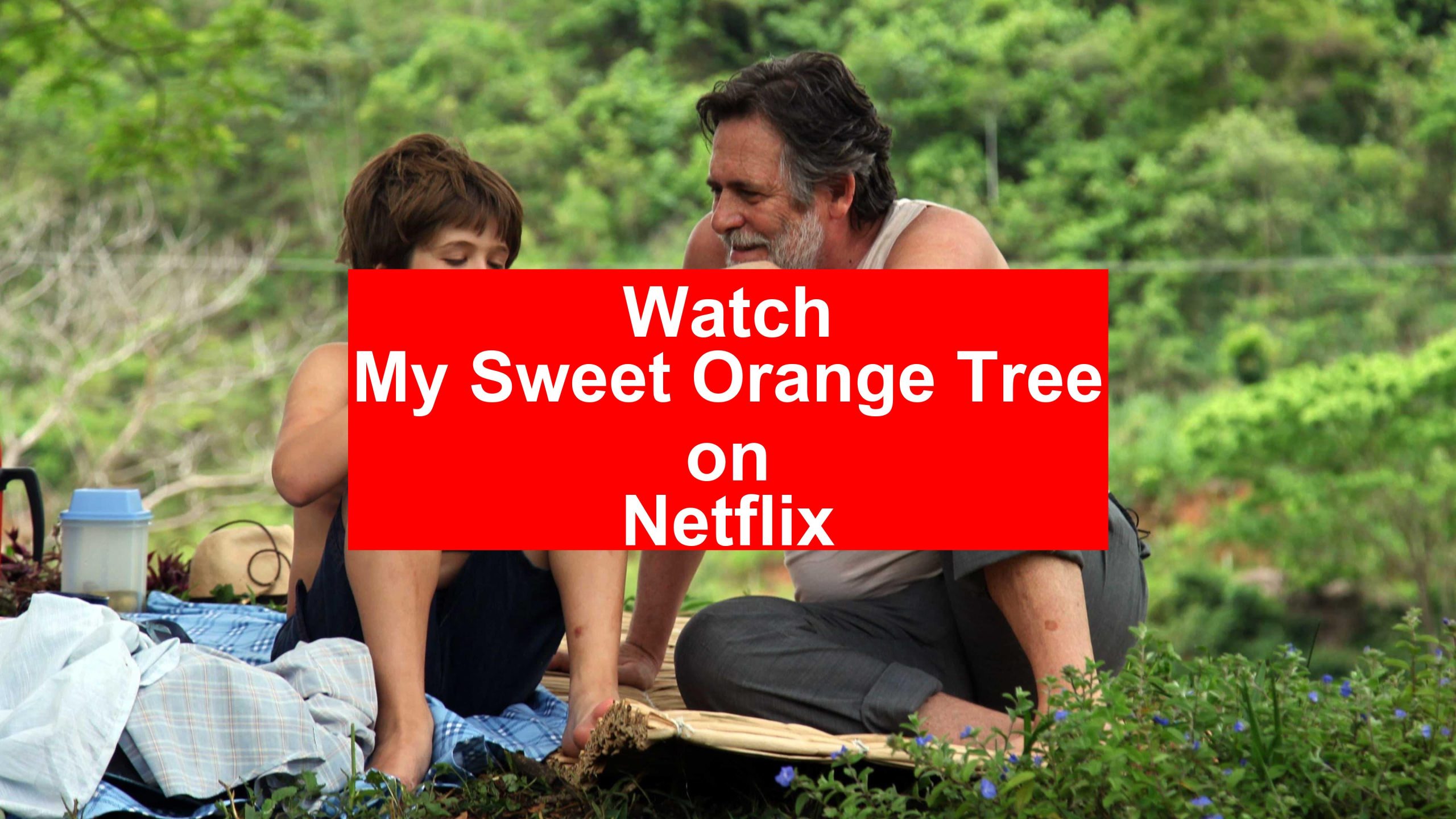 How to Watch My Sweet Orange Tree On Netflix [Easy Guide 2025] - My Vpn Hub