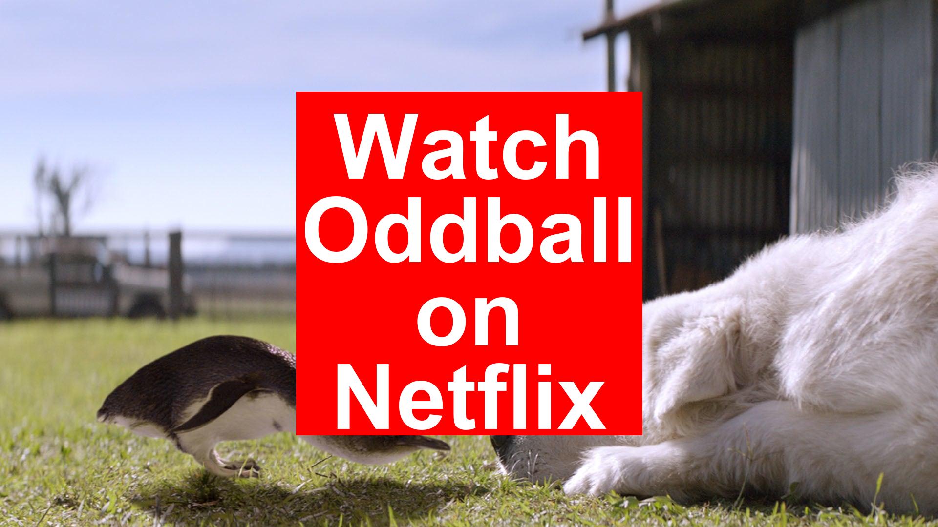 How to Watch Oddball On Netflix [Best Guide 2026] - My Vpn Hub