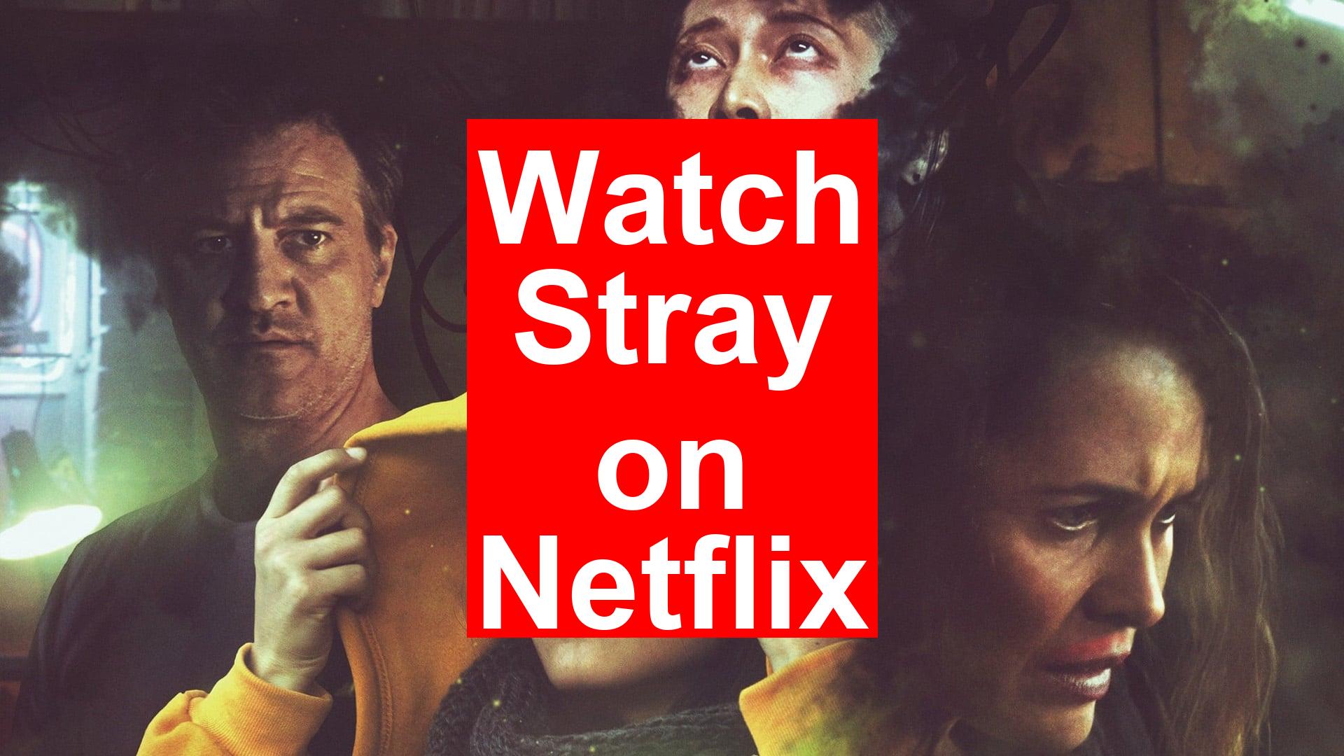 How to Watch Stray On Netflix [Fast Guide 2025] - My Vpn Hub