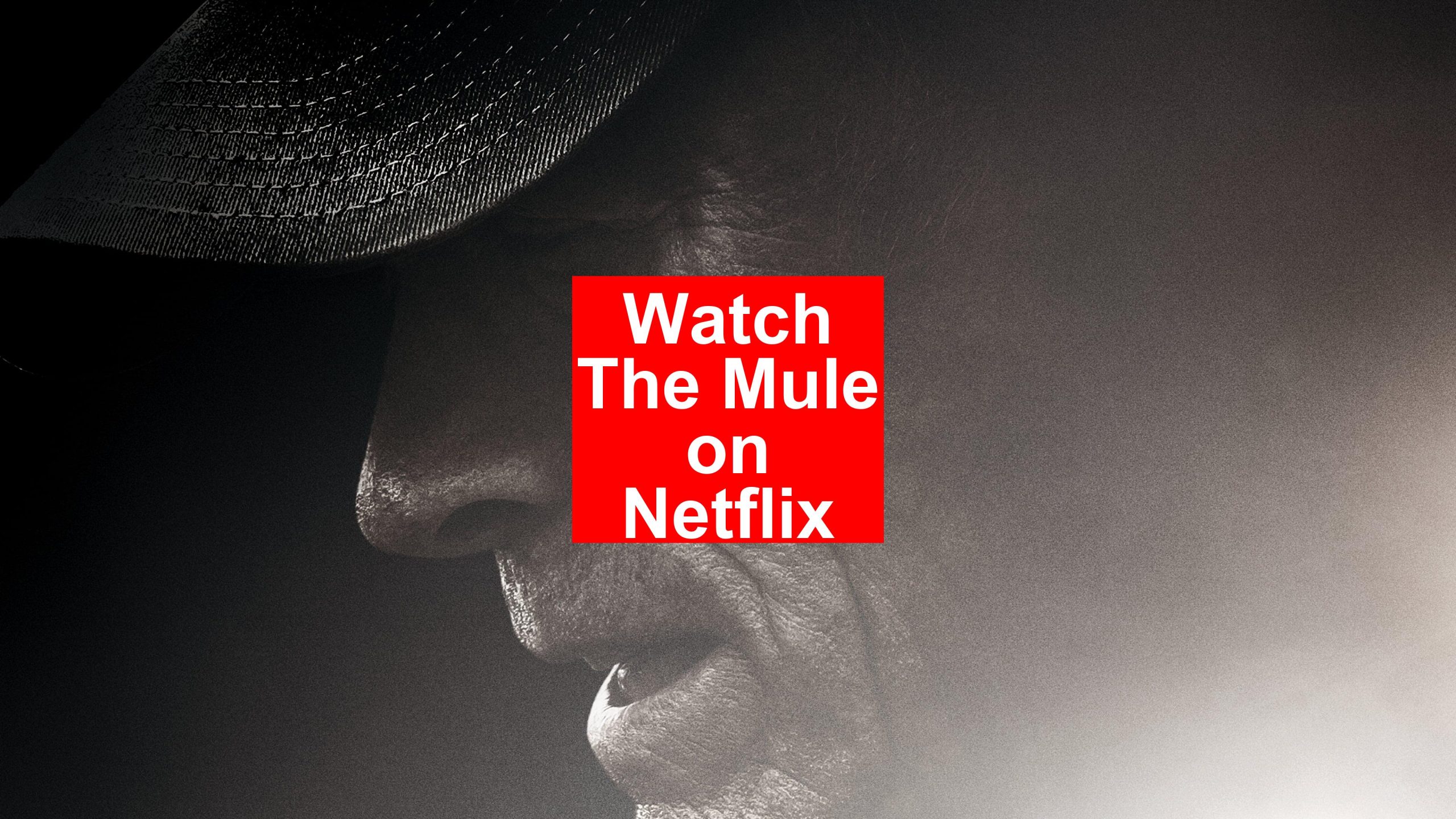 How to Watch The Mule On Netflix [Fast Guide 2025] - My Vpn Hub